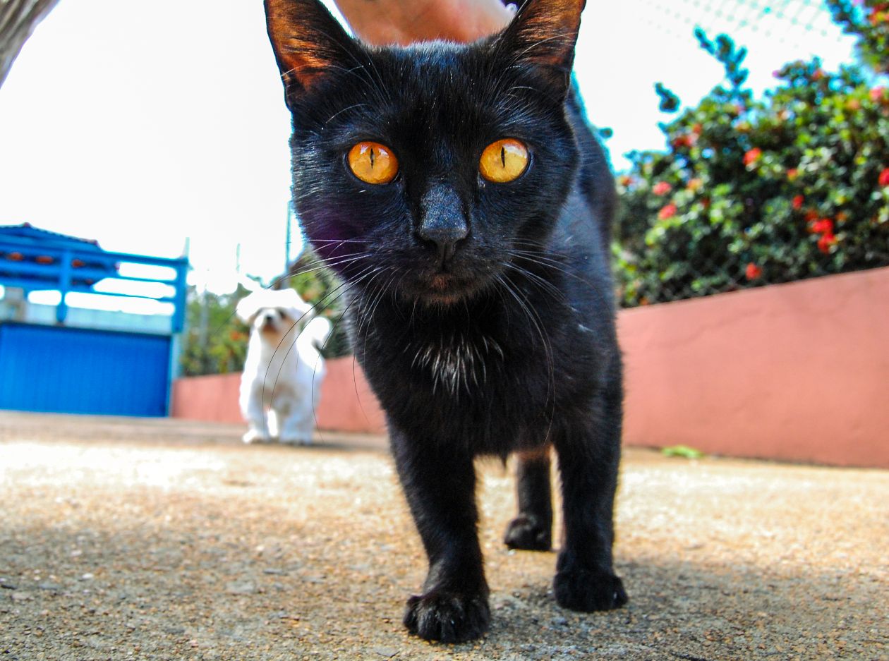 What Are the Telltale Signs of Arthritis in Dogs and Cats?