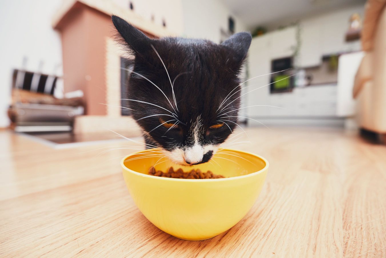 6 Signs You Have a Stressed Cat