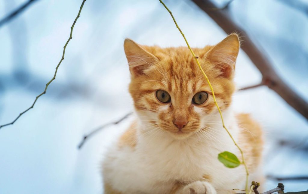 Cat Seizures: Why it Happens and How to Treat It