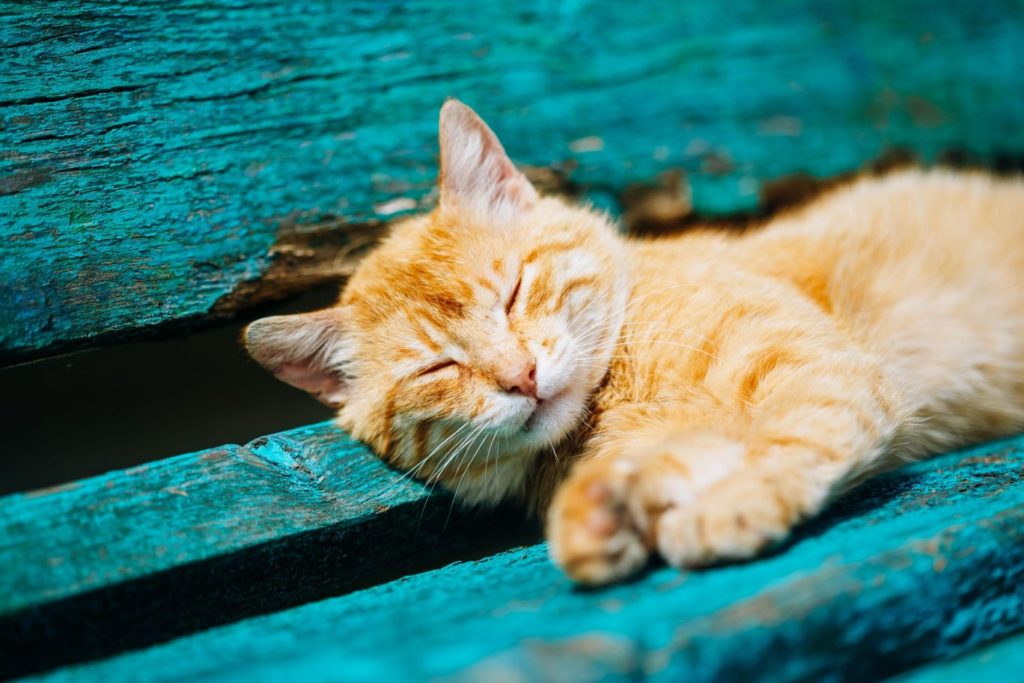 6 Signs You Have a Stressed Cat