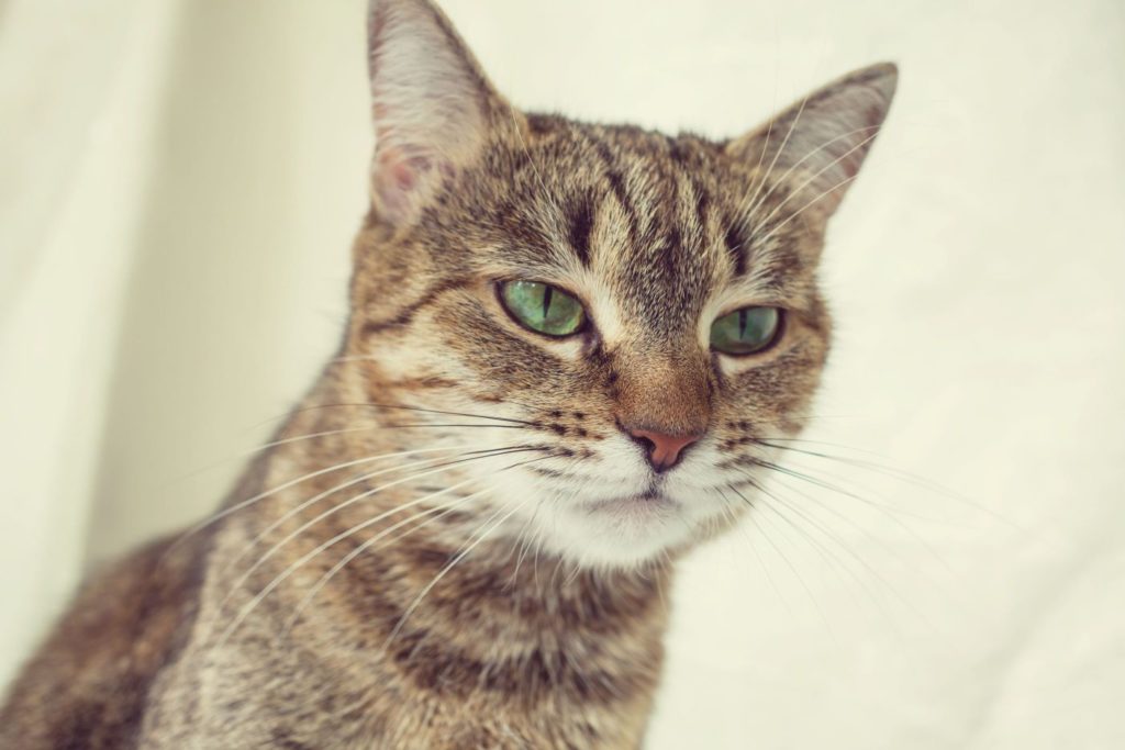 Cat Seizures: Why it Happens and How to Treat It